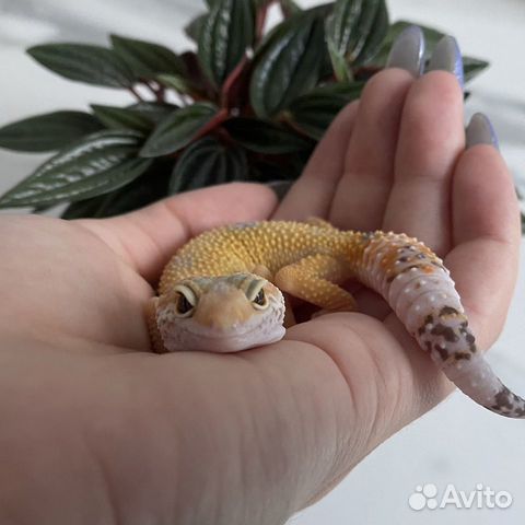 Эублефар 4 мес