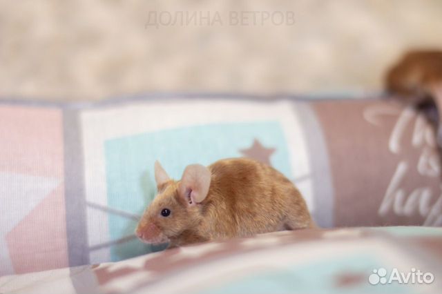 Декоративные мышки девочки соломенного окраса