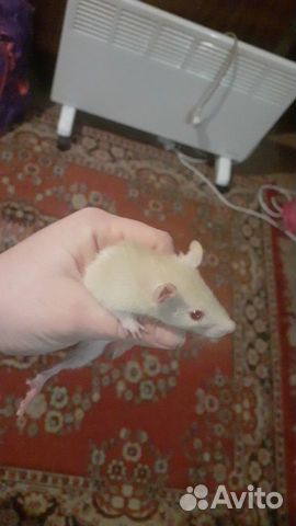 Декоративная крыса порода альбинос