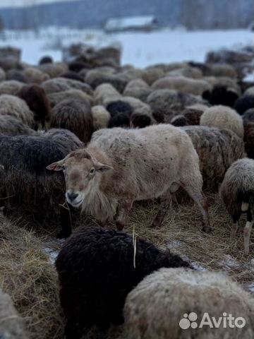 Баран катумский