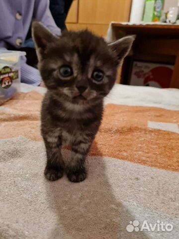 Британские котята