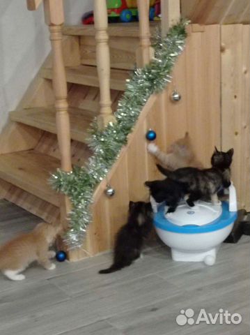 Котята отдам в добрые руки бесплатно