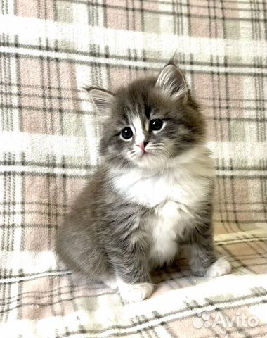 Сибирская кошка