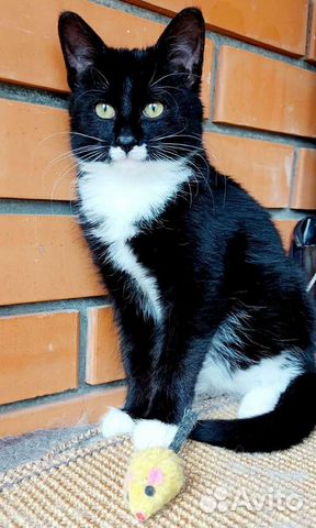 Котик малыш Маркиз Маркуша