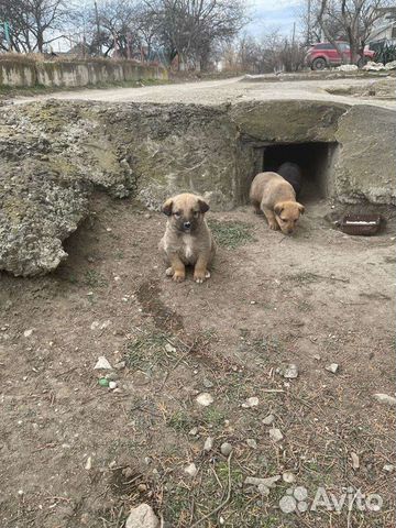 Щеночки ищут дом