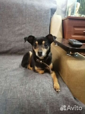 Собака маленькая девочка 5 лет