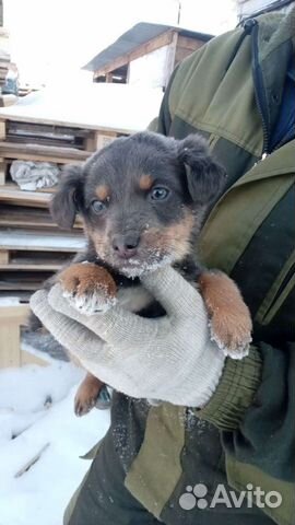 Собака в добрые руки маленькие