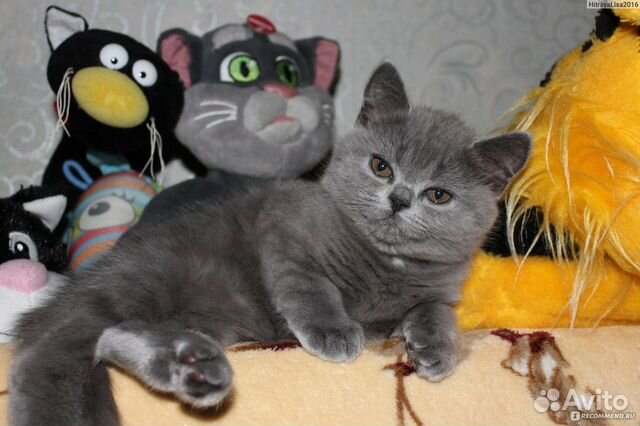 Котик с улыбкой