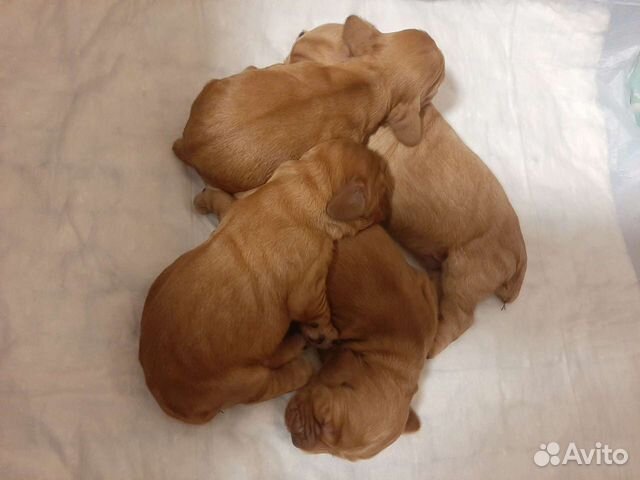 Английский кокер спаниель (щенки)