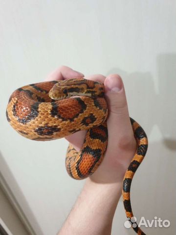 Маисовый полоз