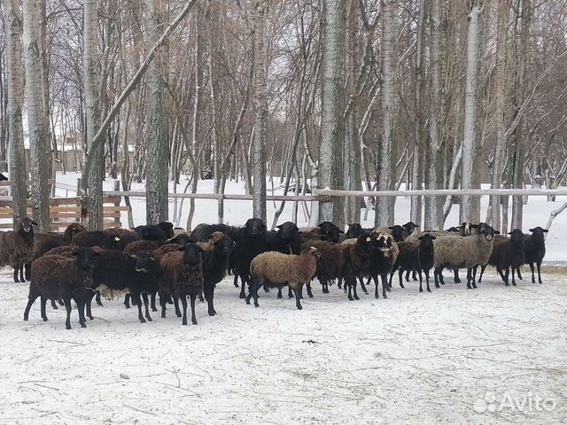 Овцы бараны ягнята