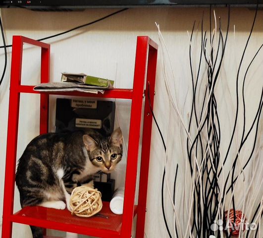 Котёнок Девочка в дар.3,5 месяца