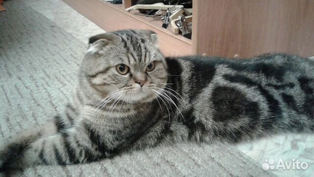 Случка кошки