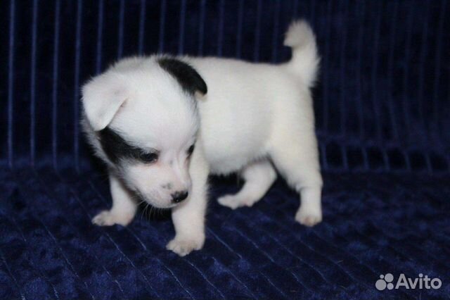 Микки в добрые руки