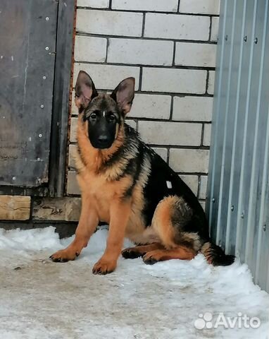 Немецкая овчарка 5 мес