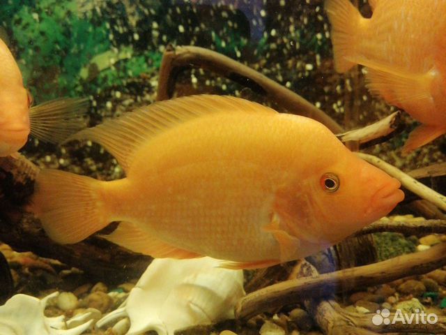 Аквариумные рыбки