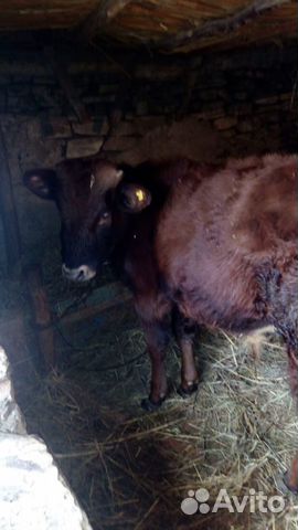 Бычок и овцы