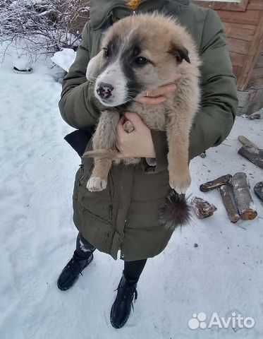 Собака