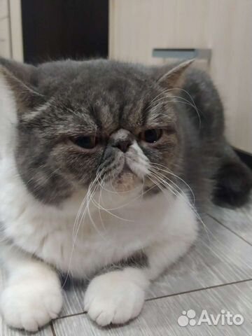 Экзотическая кошка вязка