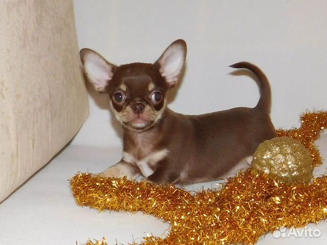 Барни-малыш чихуахуа