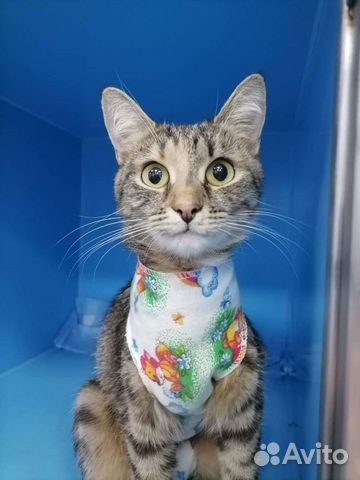 Кошка в дар