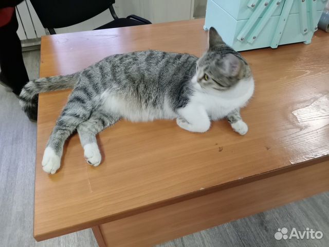 Кошечка Майя