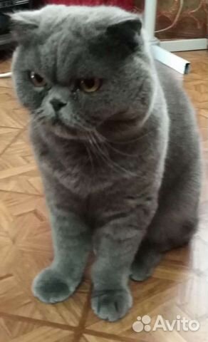 Кот в добрые руки