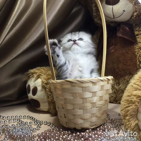 Шотландские вислоухие котята
