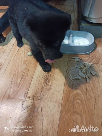 Помесной щенок немецкой