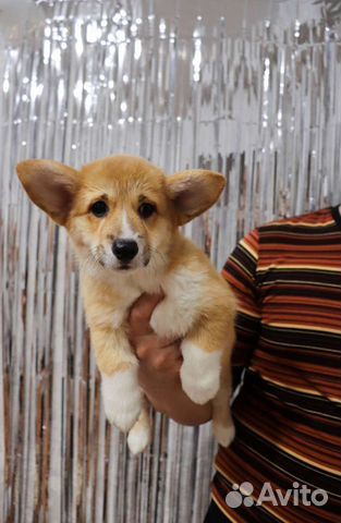 Очаровательная девочка вельш корги-пемброк