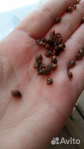 Улитки аквариумные