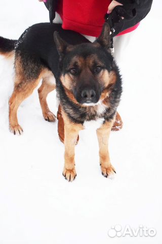 Собака мальчик Сэм 1,5 года