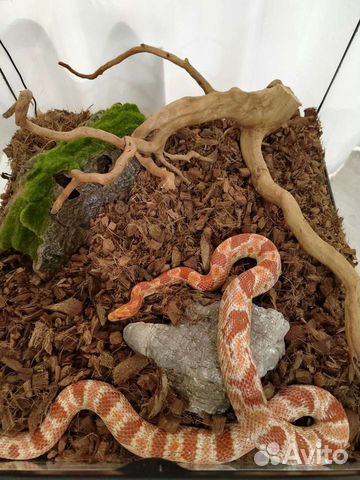 Змея маисовый полоз альбинос + террариум