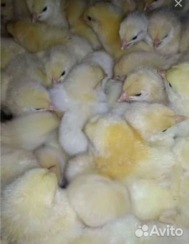 Цыплята кур несушек