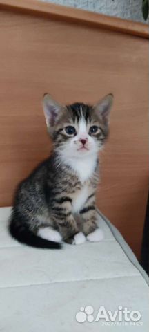 Кошки в добрые руки бесплатно