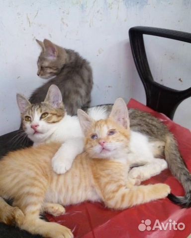 Котята спасите