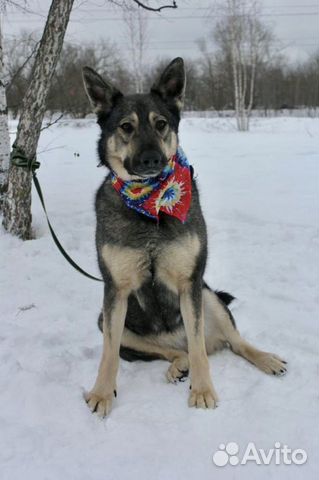 Собака бесплатно