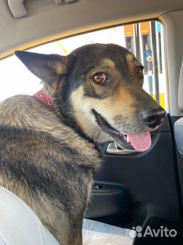 Собака в самые добрые руки