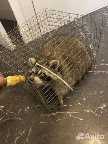 Енот полоскун