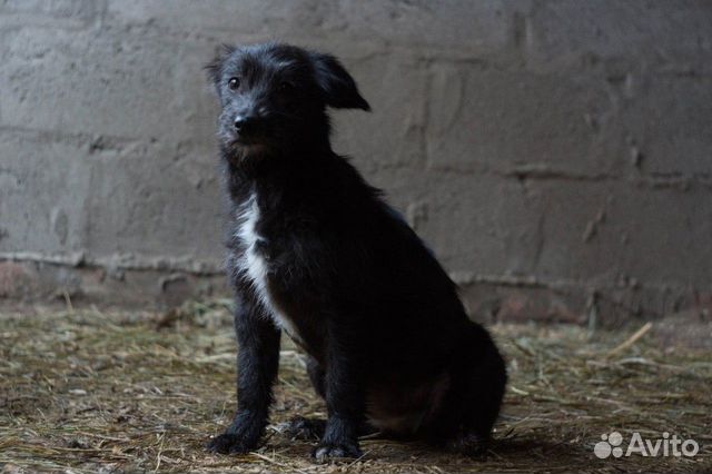 Молодая, компактная стерилизованная собачка