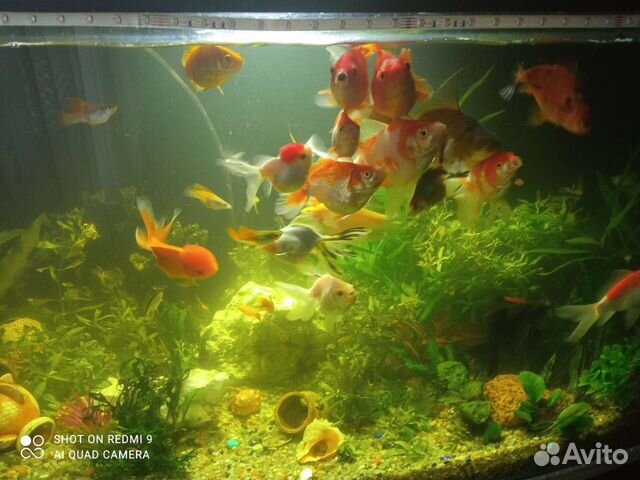 Золотая рыбка