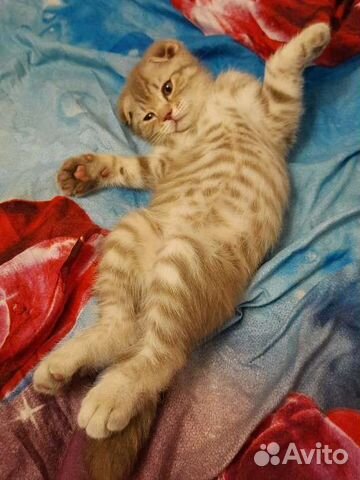 Вислоухие котята