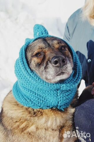 Спасите чудесную Дуню из приюта