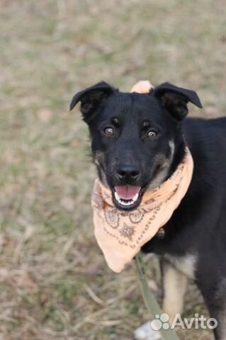 Собаки из приюта