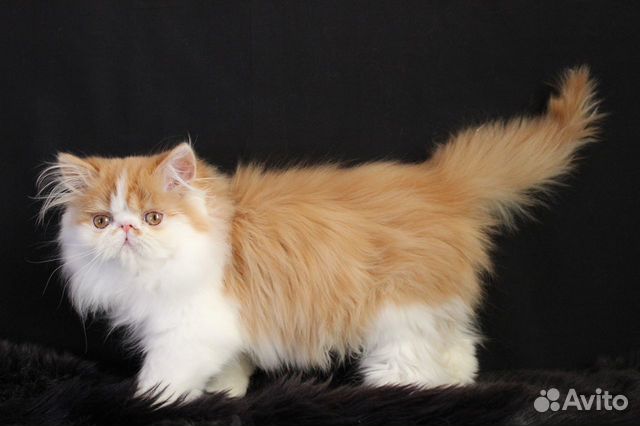 Неотразимый персидский котенок