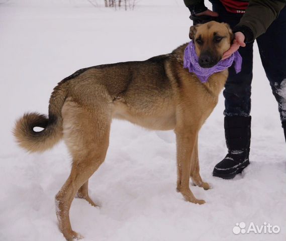 Подарите собаке шанс на жизнь