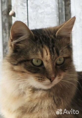 Годовалая стерилизованная ласковая кошечка