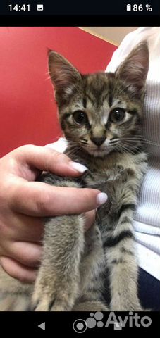 Кошка