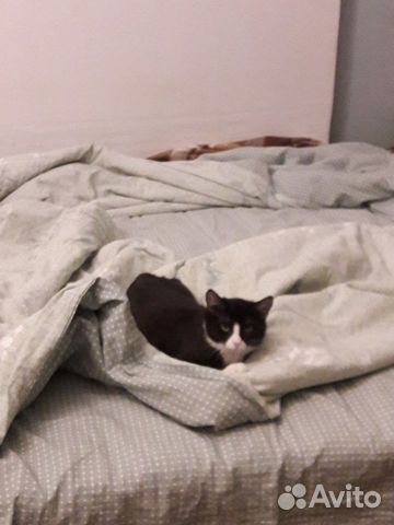 Котенок малышка Пэрис