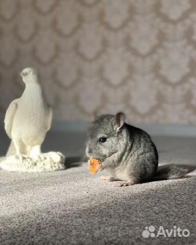 Шиншилла